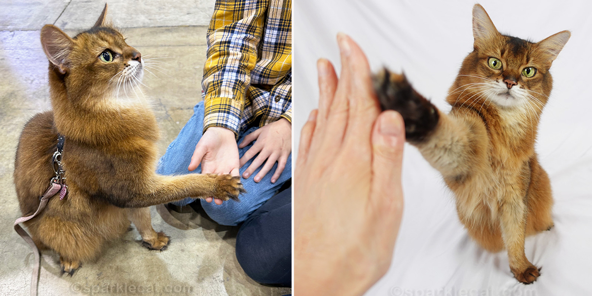 A Therapy Cat With Her Own Emotional Support Human Explains the ...