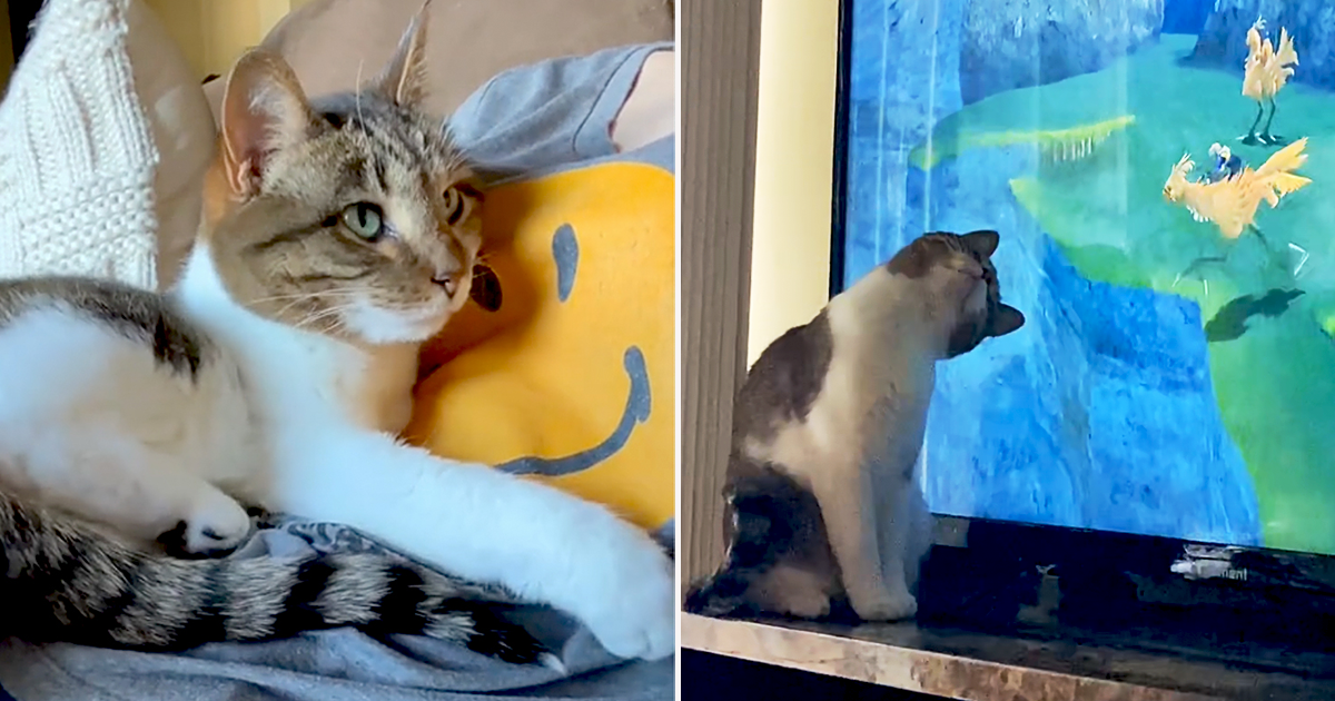 Cat That Was Shy in a Shelter for Years Instantly Became a Kitten Again in Her Furever Home ...