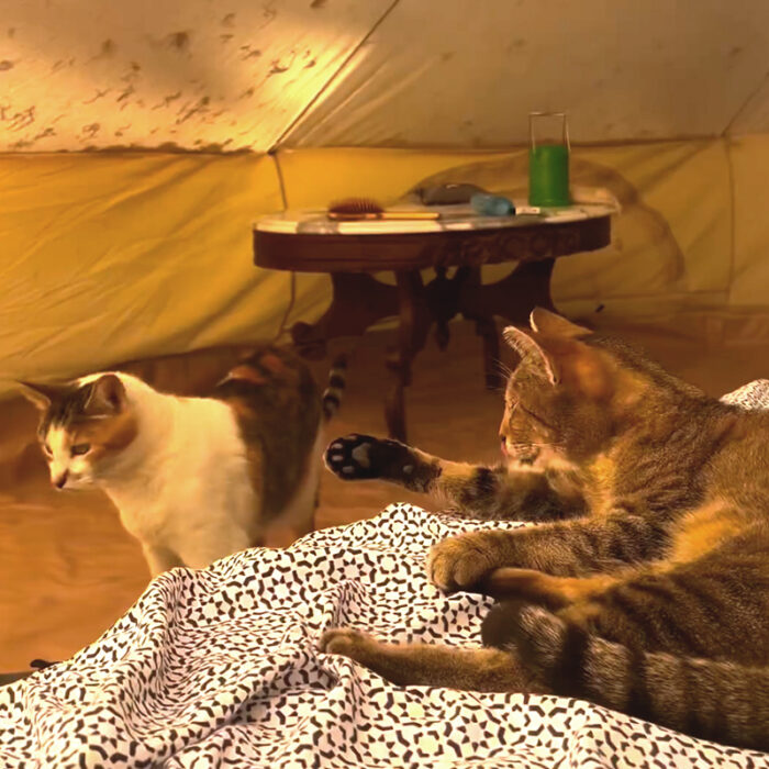 You Can Go Glamping with Adoptable Cats at 'Purradise Springs' in ...