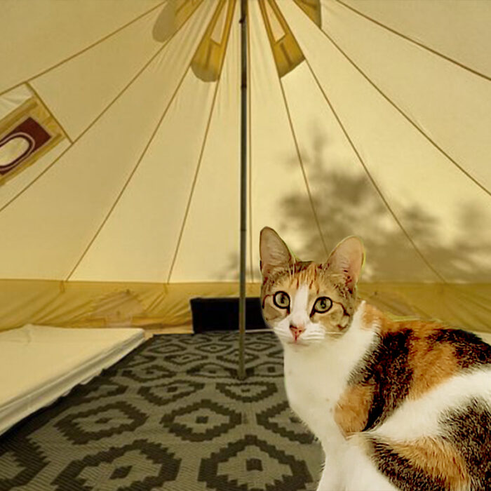 You Can Go Glamping with Adoptable Cats at 'Purradise Springs' in ...