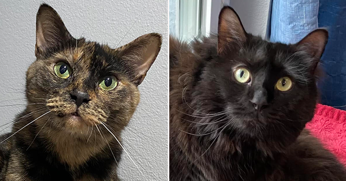 A Way to Help More Cats Everywhere To Reach Age 30? Yes, Please! - Cole ...