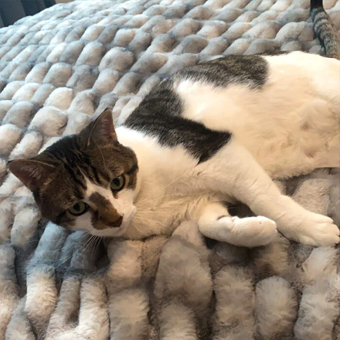 After Years of Struggle, Surgery Gives Ava the Kitty the Chance She ...