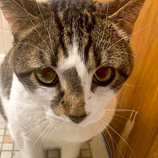 After Years of Struggle, Surgery Gives Ava the Kitty the Chance She ...