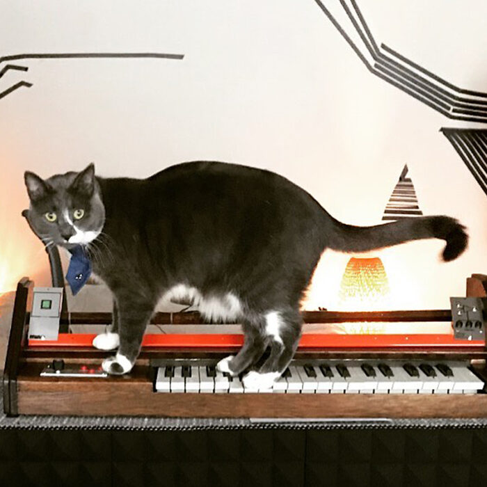 Basinski the Synth Cat Suddenly Throws Down His Signature Sound on the ...