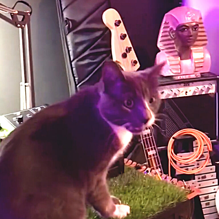 Basinski the Synth Cat Suddenly Throws Down His Signature Sound on the ...