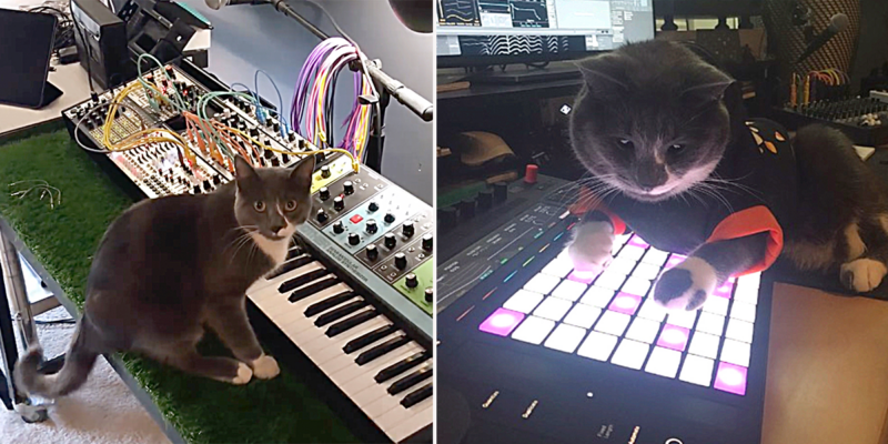 Basinski the Synth Cat Suddenly Throws Down His Signature Sound on the ...