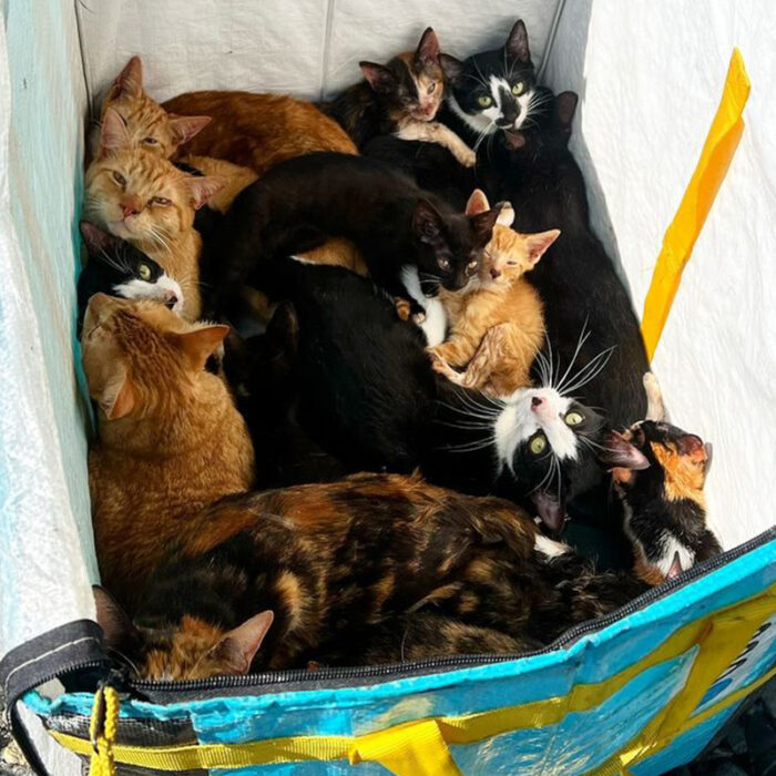 Rescues Share A Picture Worth 1000 Words About the Cat Crisis in NYC ...