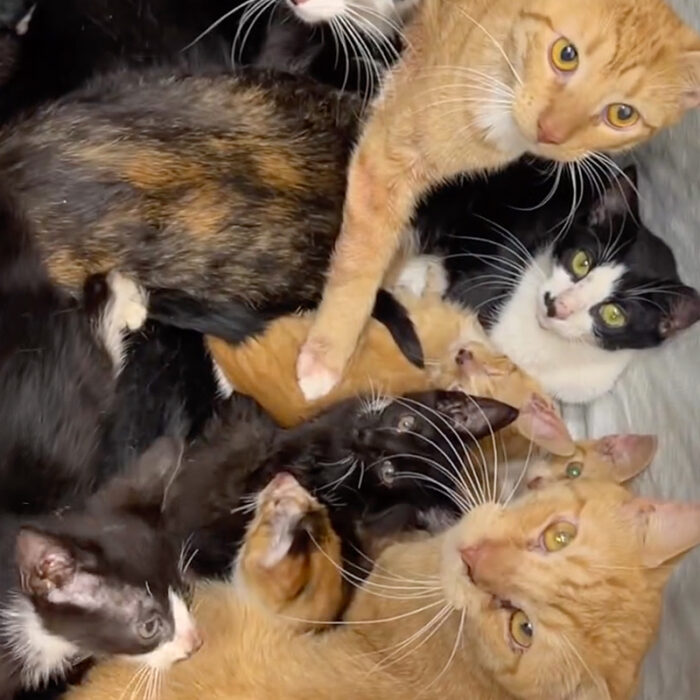 Rescues Share A Picture Worth 1000 Words About the Cat Crisis in NYC ...