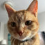 'I Go Meow!' Orange Cat Behavior On Full Display with This Ultra ...