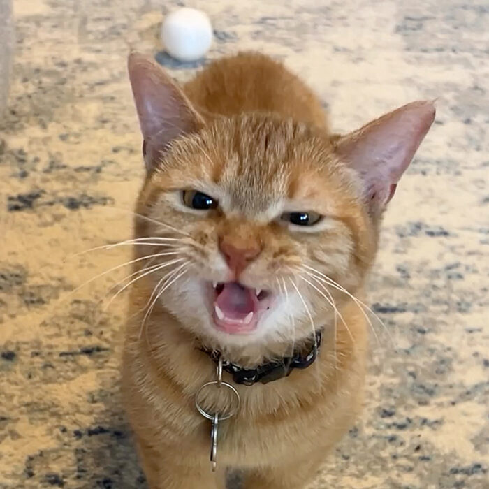 'I Go Meow!' Orange Cat Behavior On Full Display with This Ultra ...