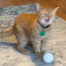 'I Go Meow!' Orange Cat Behavior On Full Display with This Ultra ...
