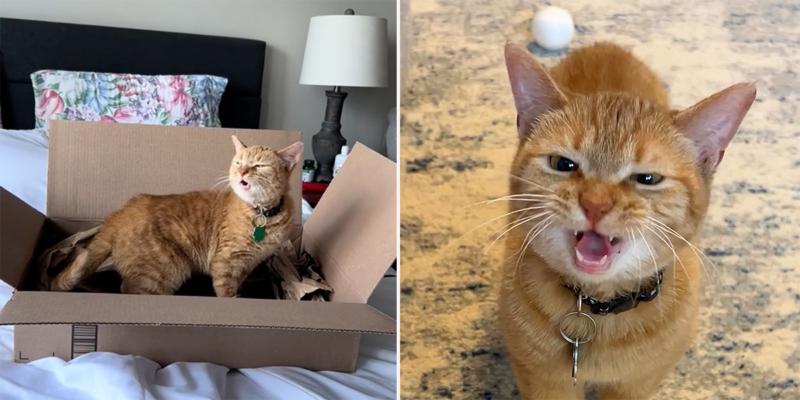 I go meow Archives - Cole & Marmalade