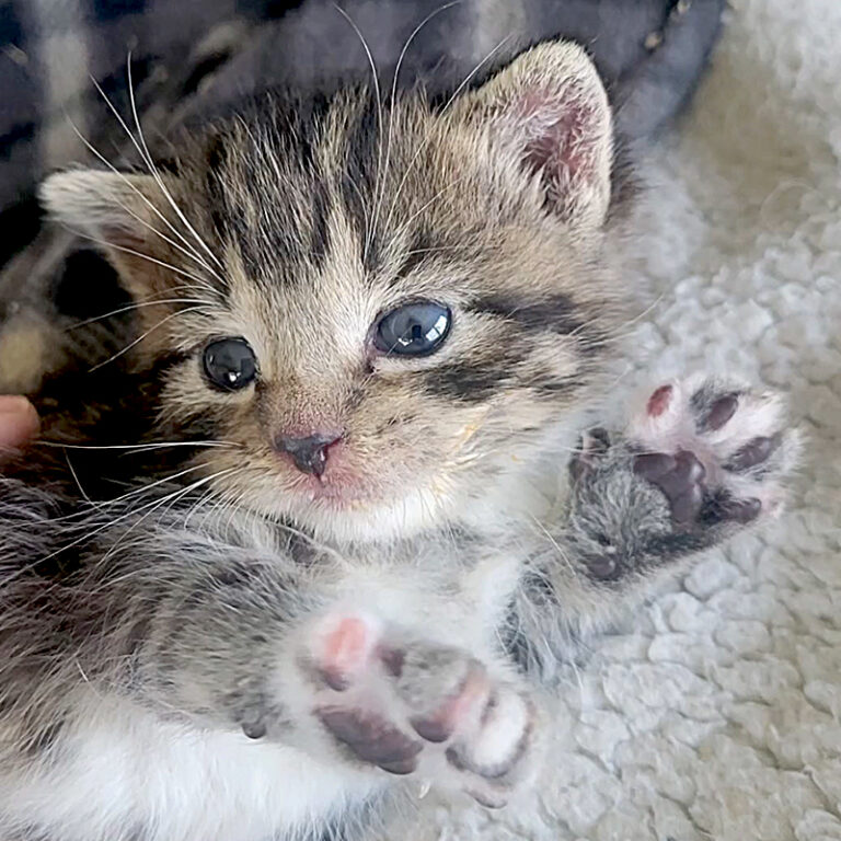Kitten's Distressed Meows Lead To An Unfolding Saga Deep Beneath a ...
