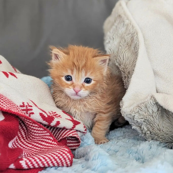 Woman Reconnects with a Rescued Orange Kitten Again After 57 Years ...