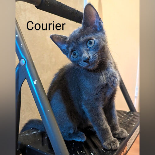 Mama Cat's Surprise Delivery In a Package Drop Box Turned Out ...