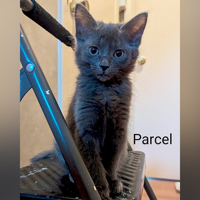 Mama Cat's Surprise Delivery In a Package Drop Box Turned Out ...