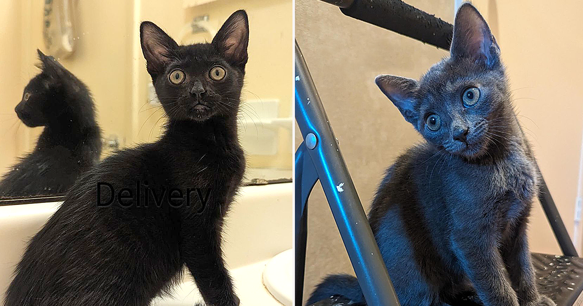 Mama Cat's Surprise Delivery In a Package Drop Box Turned Out ...