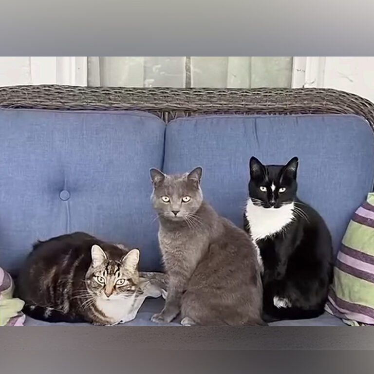 Once Feral Cat Earned an Honorary Doctorate from a University in Five ...