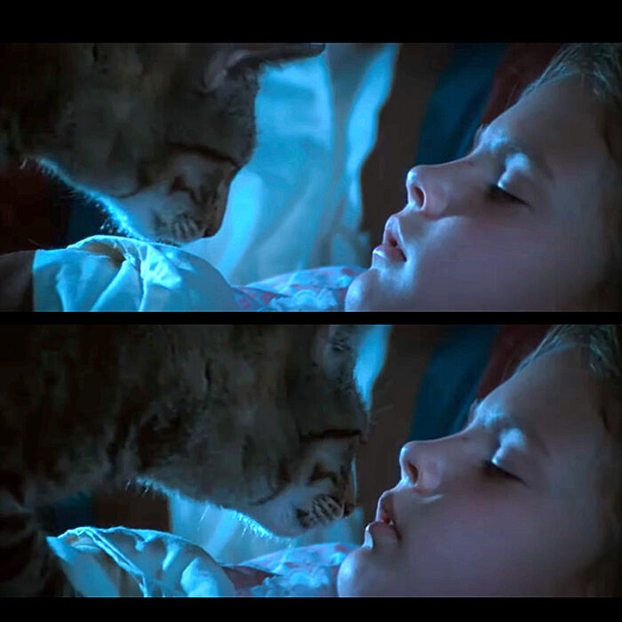 Pet Cam Revealed Cat's Extreme 'Show of Love' For His Adoring Dad Late ...