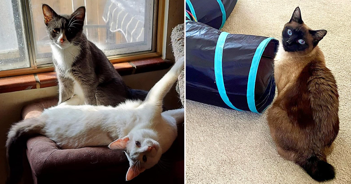 A Giant Ray of Hope for Cats in the United States Diagnosed with Once ...