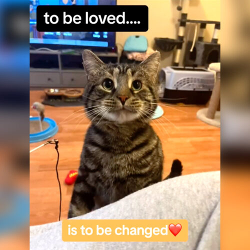 Forlorn 'Fishtopher' Shows How Much Love Changes Everything - Cole ...