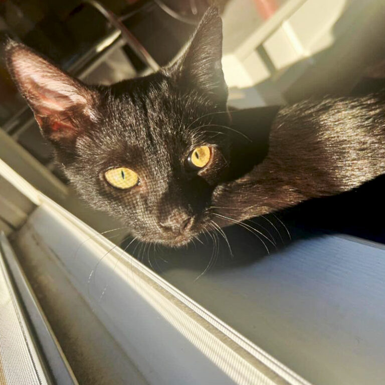 POV: Your Black Cat Isn't Actually Black and Has a Subtle Smokey ...