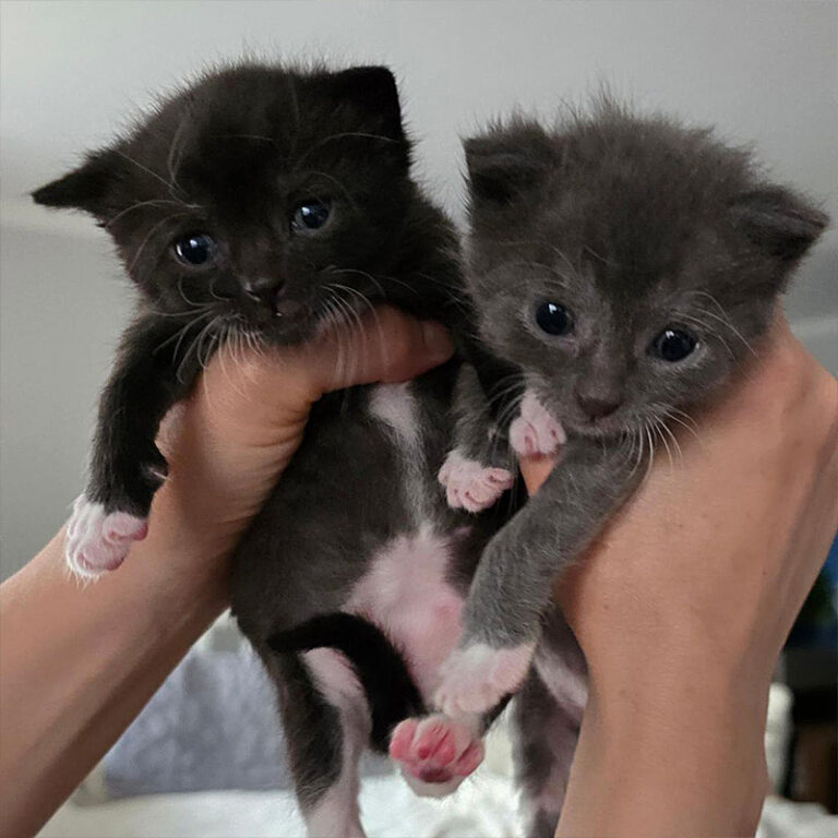 Wall-E and Eve the Kittens Reunite with Their Beautiful Lost Sister ...