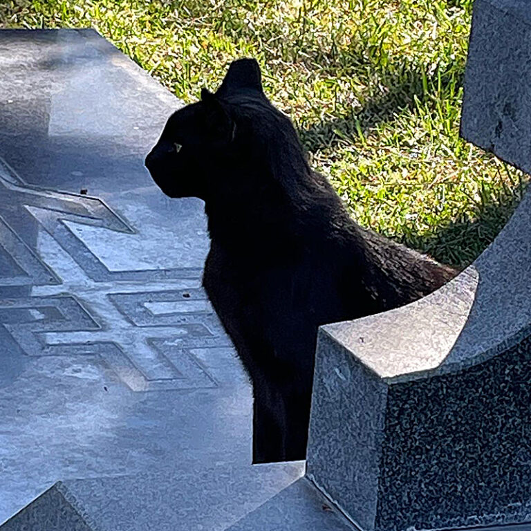 'Close Up' the Feline Cemetery Tour Guide Finds His Own Hollywood ...