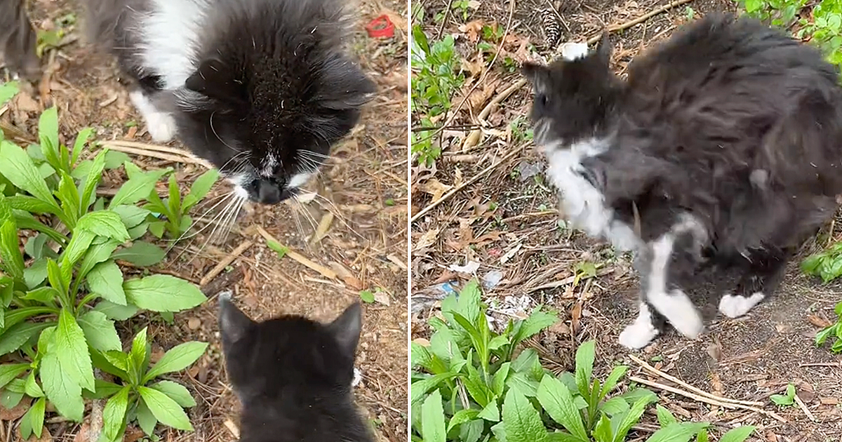 Kittens' Deadbeat Dad Turns Tail and Runs When Man Jokes About Paying Child Support! - Cole ...