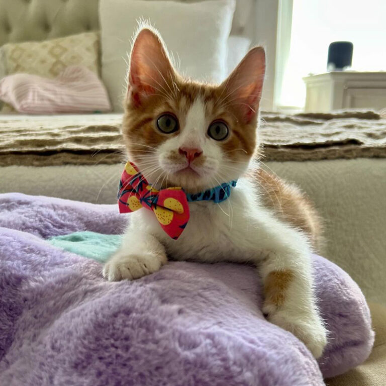 The Meowment of Truth Introducing an Unpredictable Ginger Cat to His ...