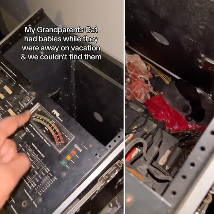 Kittens' Deadbeat Dad Turns Tail and Runs When Man Jokes About Paying ...