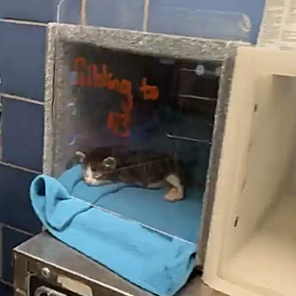 Cutest Kittens 'Mario and Luigi' Stick Together and Level Up In a ...