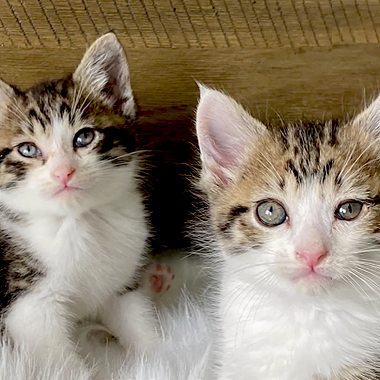 Cutest Kittens 'Mario and Luigi' Stick Together and Level Up In a ...