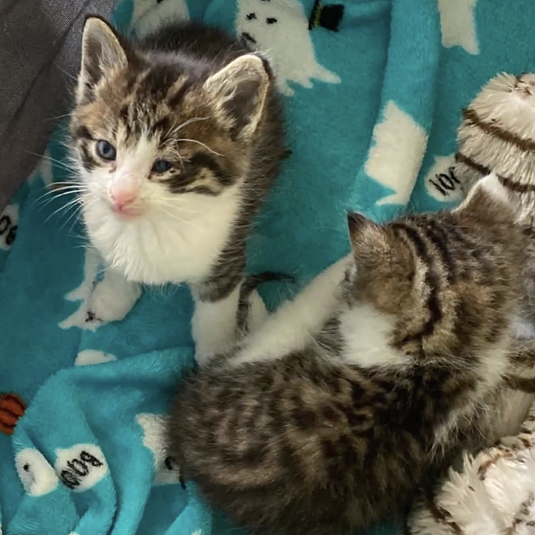 Cutest Kittens 'Mario and Luigi' Stick Together and Level Up In a ...