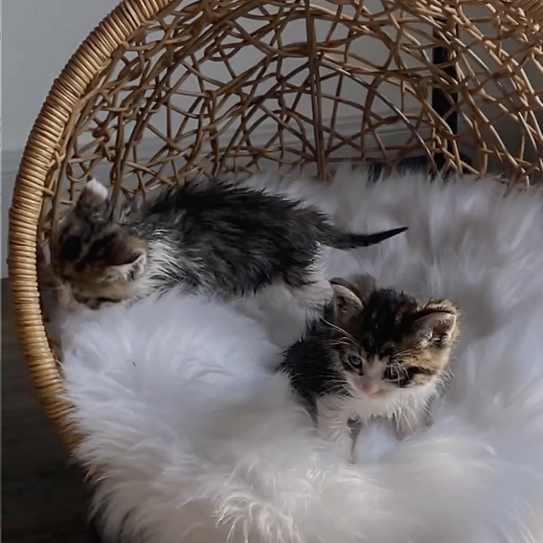 Cutest Kittens 'Mario and Luigi' Stick Together and Level Up In a ...