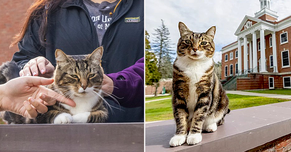 Once Feral Cat Earned an Honorary Doctorate from a University in Five ...