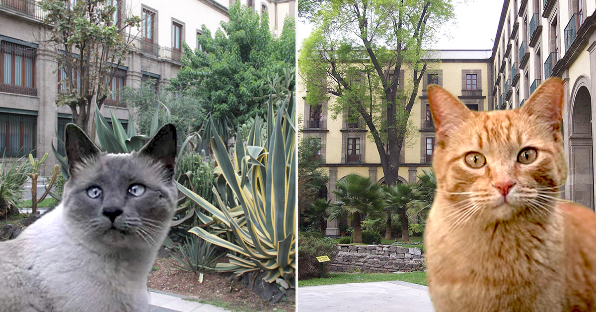 Beloved Cats at Mexico's National Palace Will Always Be Cared For After ...