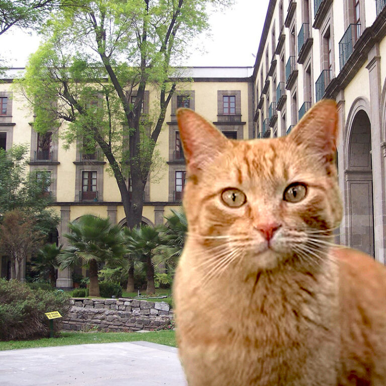 Beloved Cats at Mexico's National Palace Will Always Be Cared For After ...