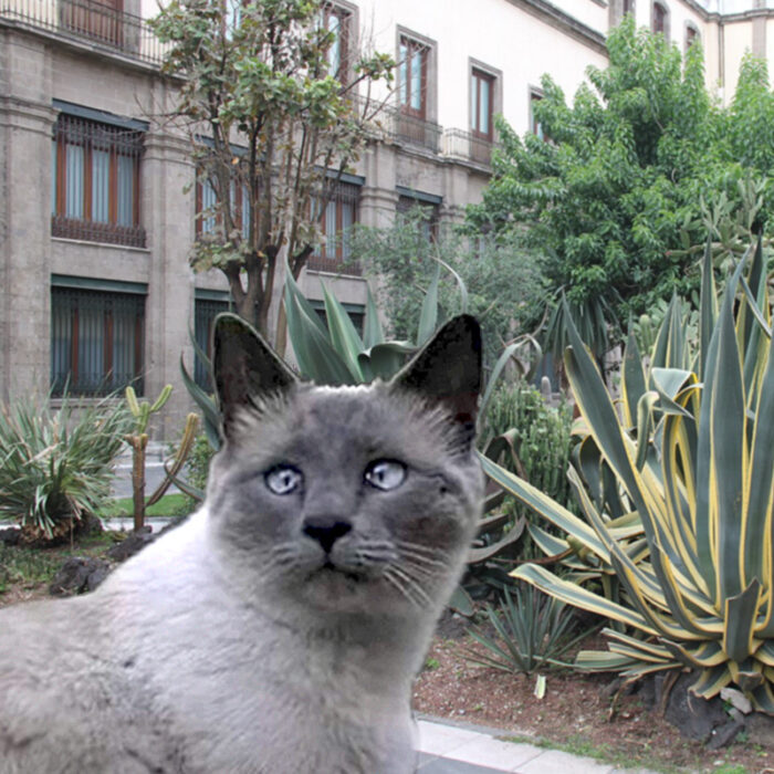 Beloved Cats at Mexico's National Palace Will Always Be Cared For After ...
