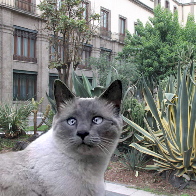 Beloved Cats at Mexico's National Palace Will Always Be Cared For After ...