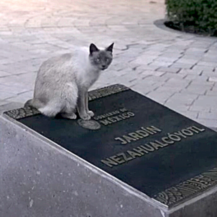 Beloved Cats at Mexico's National Palace Will Always Be Cared For After ...