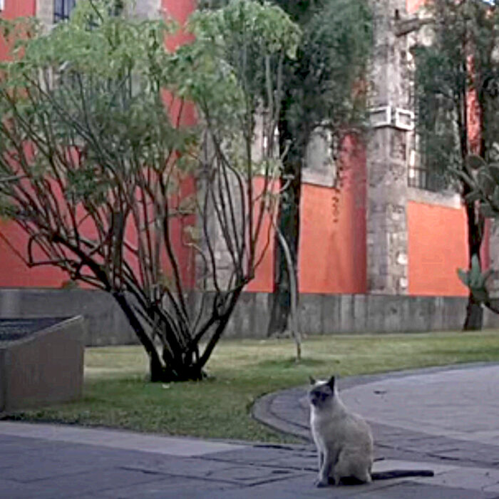 Beloved Cats at Mexico's National Palace Will Always Be Cared For After ...