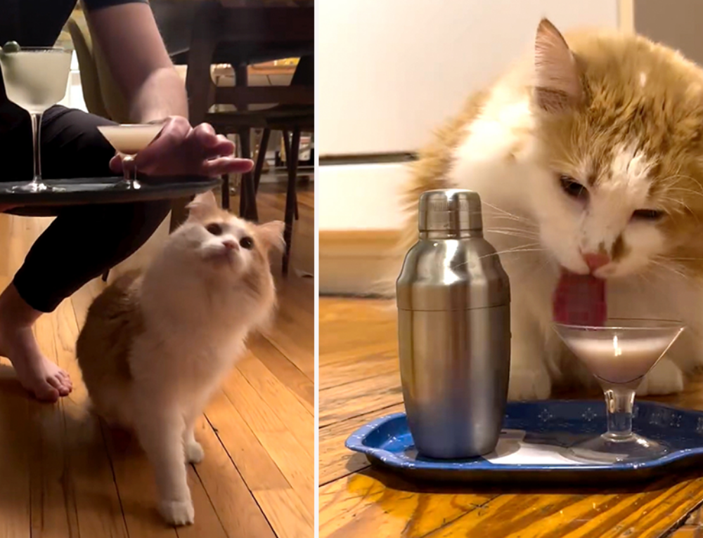 CPR For Cats: What Every Cat Owner Should Know - Cole & Marmalade
