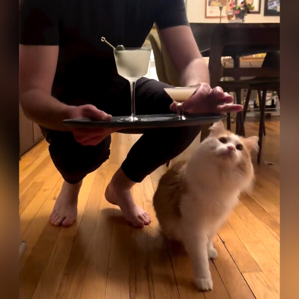Cat Loves His Nightly Happy Hour with His Own Cat-Friendly Cocktails ...