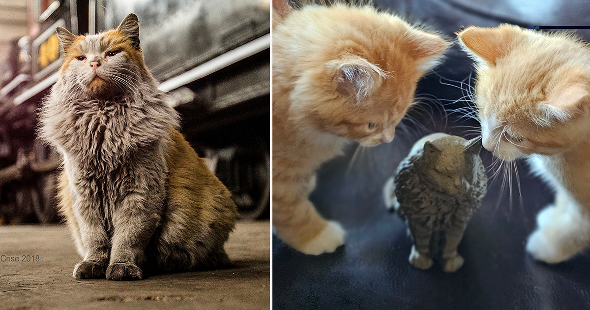 Adorable Mews For The Nevada Northern Railway 'Boss Shop Cat Division ...