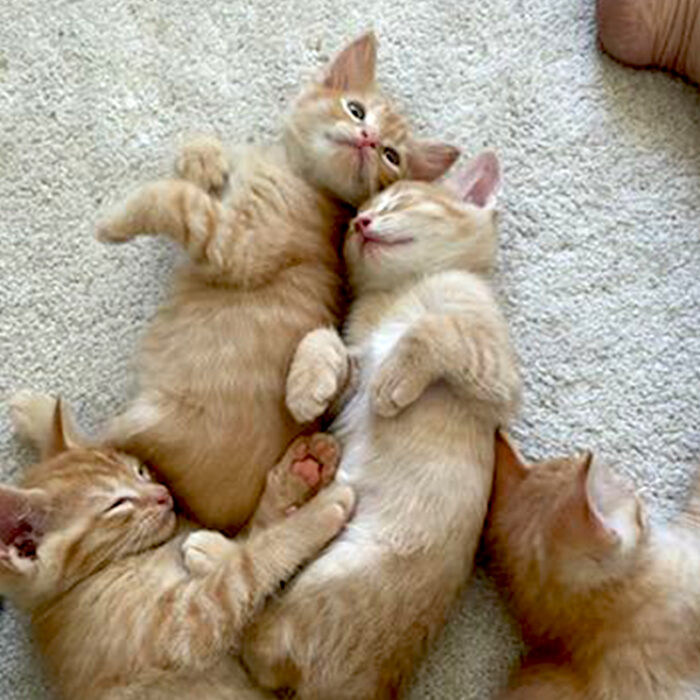 Here's to All the Mothers Saving Families Like This Ginger Mama Cat and ...