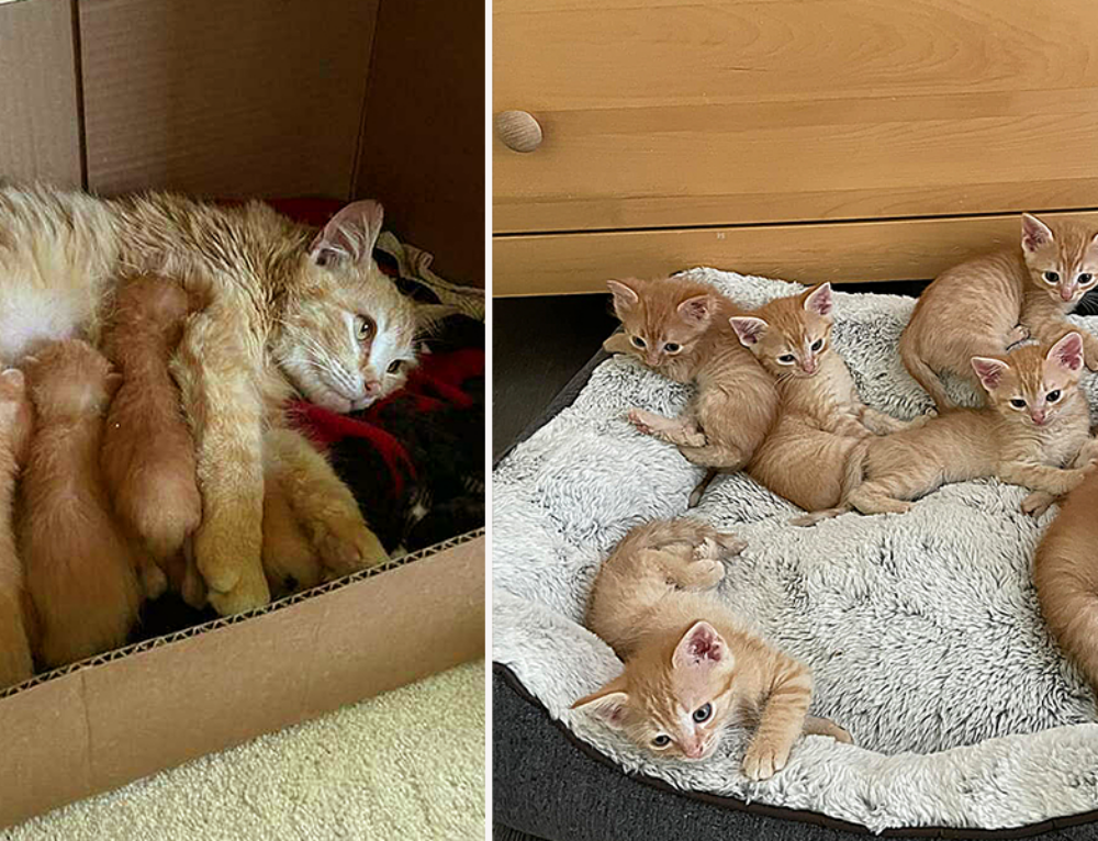 CPR For Cats: What Every Cat Owner Should Know - Cole & Marmalade