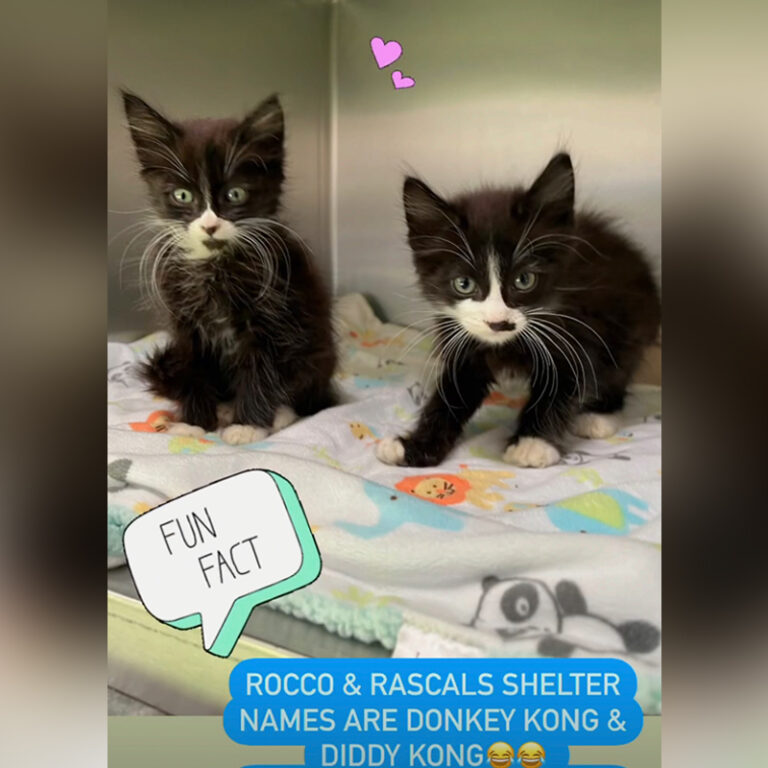 Gorgeous Long-Whiskered Tuxies Pulled from the Streets Are 'As Good As it Gets' - Cole & Marmalade