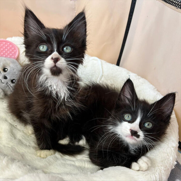 Gorgeous Long-Whiskered Tuxies Pulled from the Streets Are 'As Good As it Gets' - Cole & Marmalade