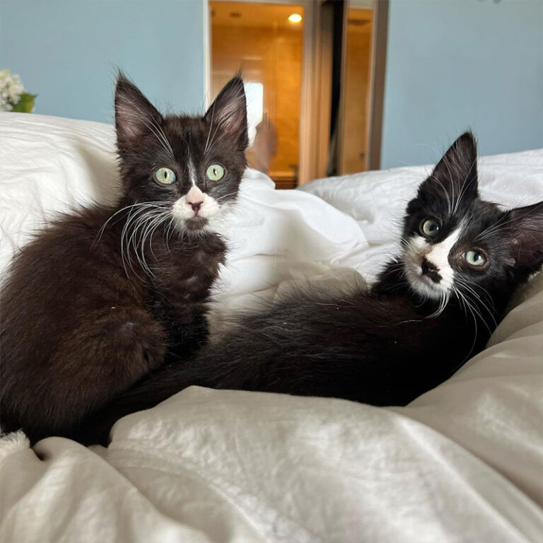 Gorgeous Long-Whiskered Tuxies Pulled from the Streets Are 'As Good As it Gets' - Cole & Marmalade